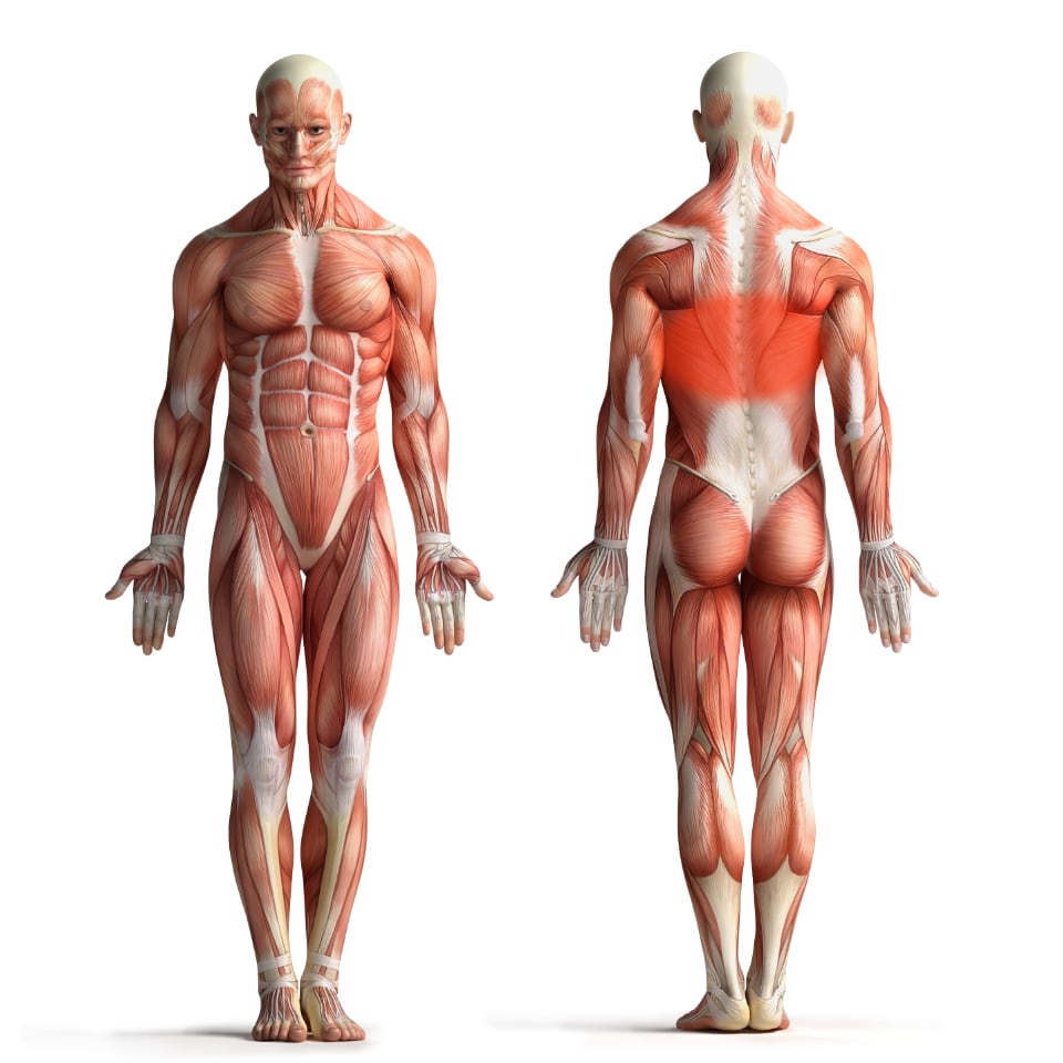 Thoracic Spine Facet Irritation Thoracic Spine Facet Irritation